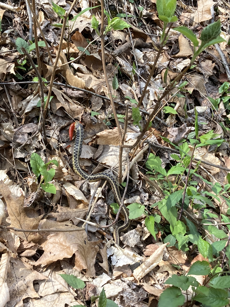 Common Garter Snake from Delaware Water Gap, PA, USA on April 23, 2024 ...