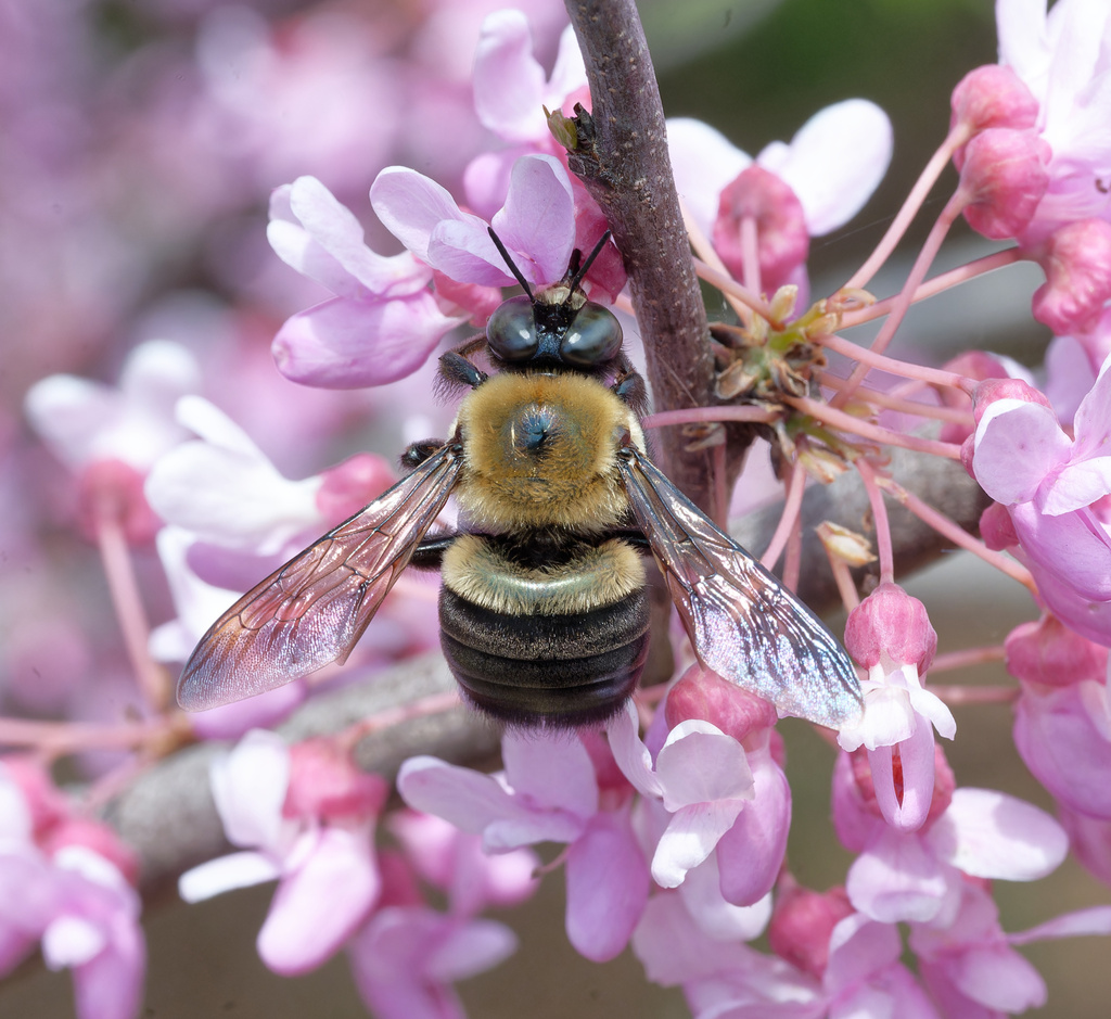 Eastern Carpenter Bee from Brooklyn Navy Yard, Brooklyn, NY, USA on ...