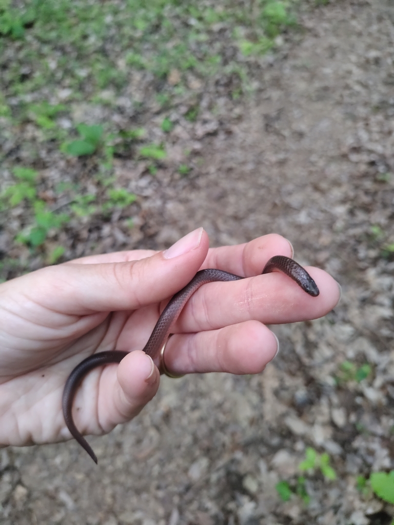 Eastern Worm Snake from Silver Point, TN 38582, USA on April 23, 2024 ...