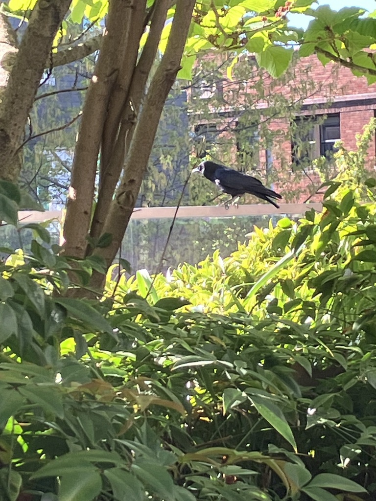 American Crow from University of Washington, Seattle, WA, USA on April ...