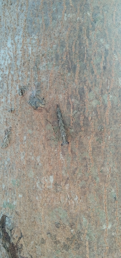 Amorphoscelis from Los Baños, PH-LG, PH on April 24, 2024 at 08:15 AM ...