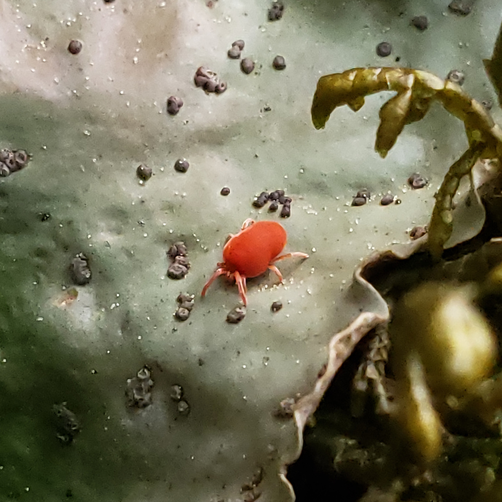True Velvet Mites from Storm King Trail, WA, USA on April 23, 2024 at ...