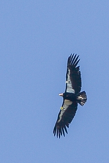 California Condor from 22913 B.C., México on April 22, 2024 at 02:52 PM ...