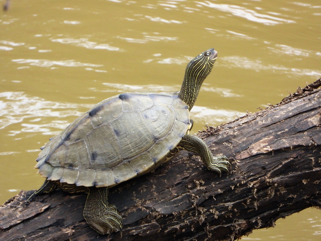 Sabine Map Turtle (Graptemys sabinensis) - Marine Life Identification