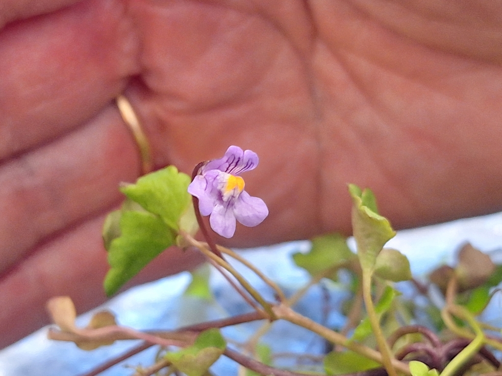 Ivy-leaved toadflax from Wilder, ID 83676, USA on April 23, 2024 at 07: ...