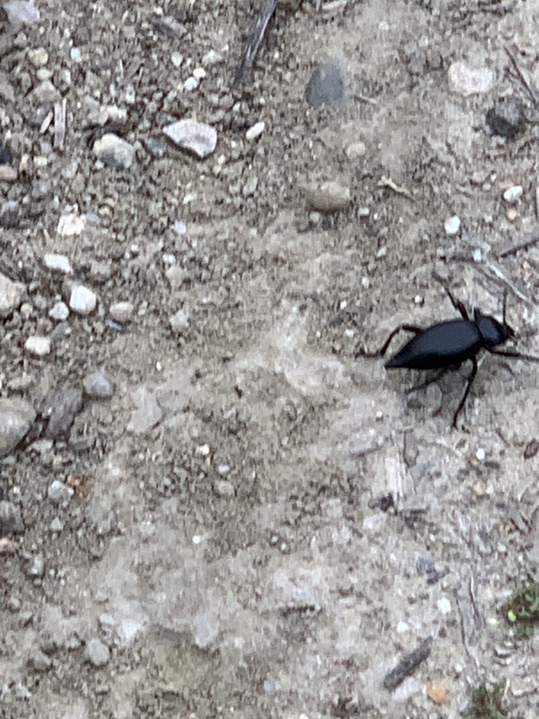 Eleodes acuticauda from Pacific Hills Dr, Mission Viejo, CA, US on ...