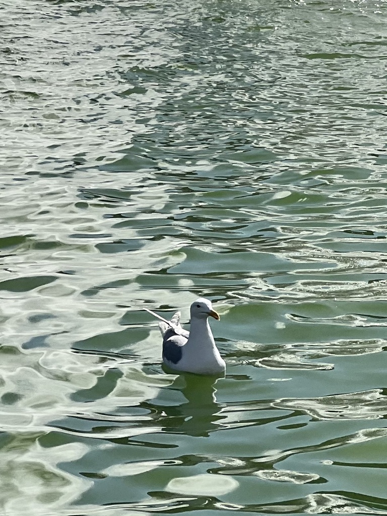 Glaucous-winged Gull from University of Washington, Seattle, WA, USA on ...