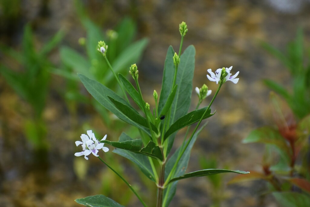 American water-willow from North Lake Waco on April 23, 2024 at 03:30 ...