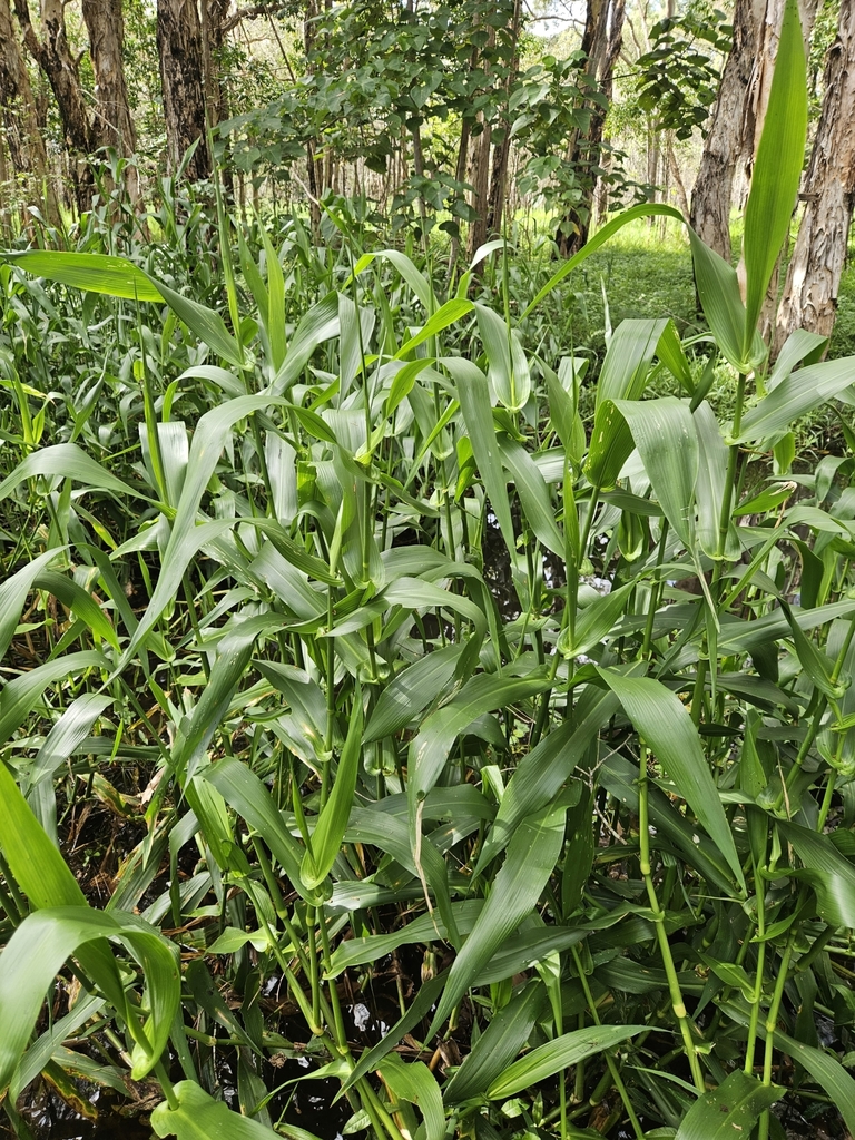 Hymenachne amplexicaulis from Morayfield QLD 4506, Australia on April ...