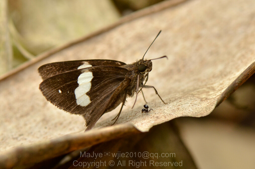 common banded demon from 中国广西壮族自治区崇左市龙州县 on April 12, 2024 at 01:30 PM ...