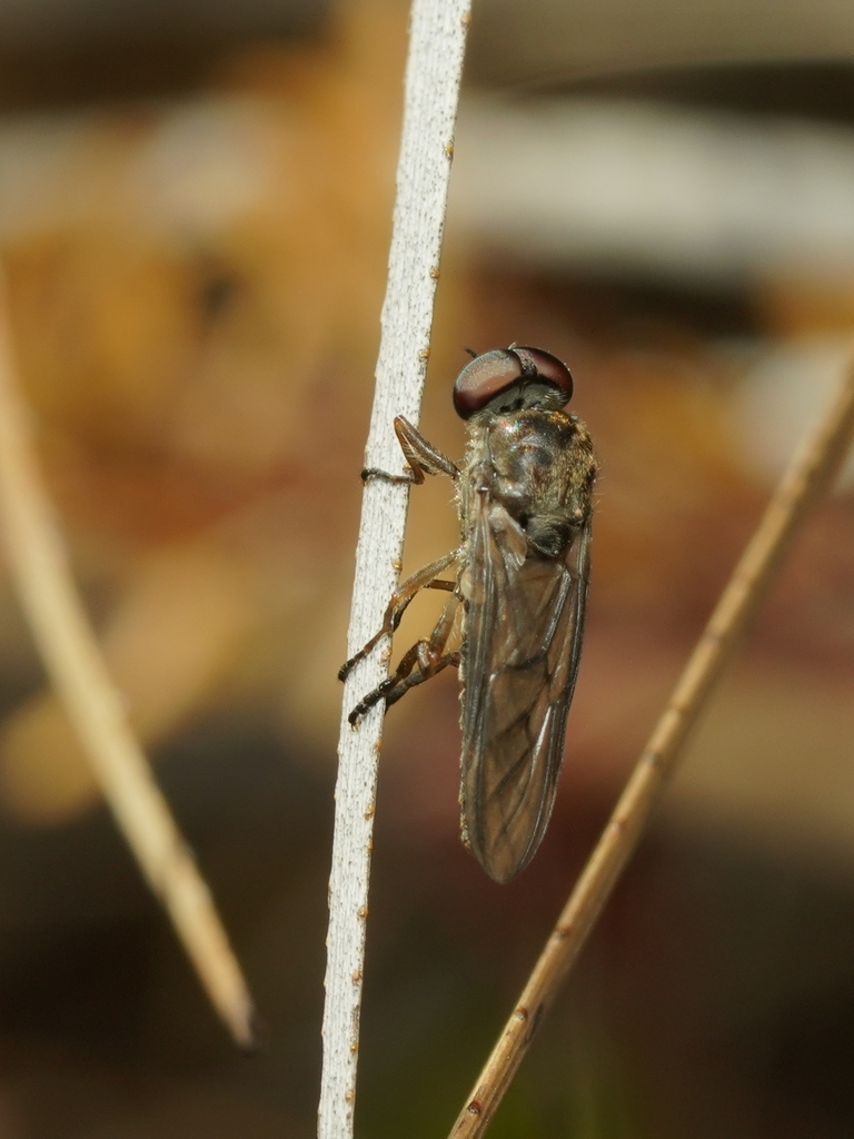 Chiromyza from Perth WA, Australia on April 20, 2024 at 09:53 AM by K J ...