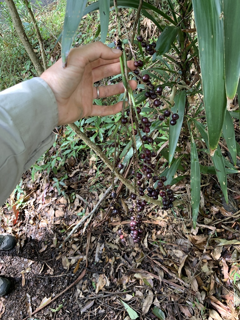 Slender Palm Lily from Mapleton Falls National Park, Mapleton, QLD, AU ...
