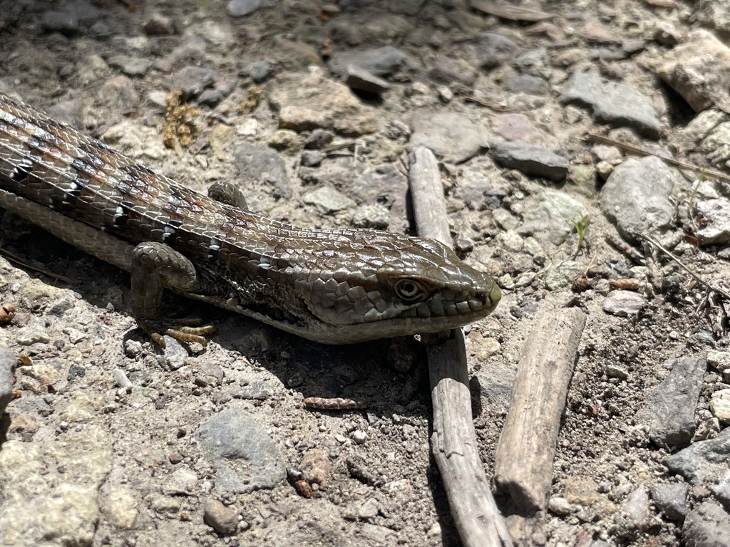 Southern Alligator Lizard from Hain Wilderness, Paicines, CA, US on ...