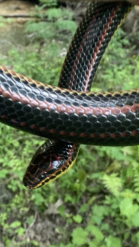Rainbow Snake (Farancia erytrogramma erytrogramma) - Snakes and Lizards