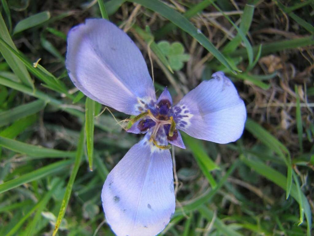 Prairie Nymph from Longchamps, Provincia de Buenos Aires, Argentina on ...