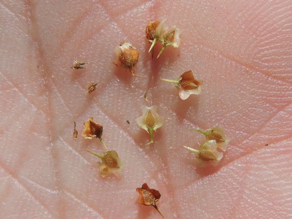 common soliva (Plants of Dallas/Fort Worth) · iNaturalist