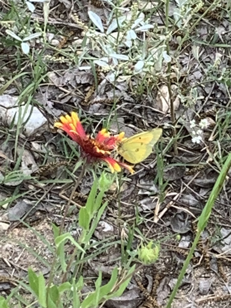 Orange Sulphur from New Life Trailhead, San Antonio, TX, US on April 23 ...