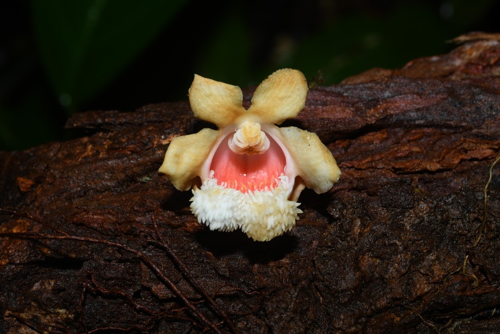 Lecythis pneumatophora from Régina 97390, Guyane française on November ...