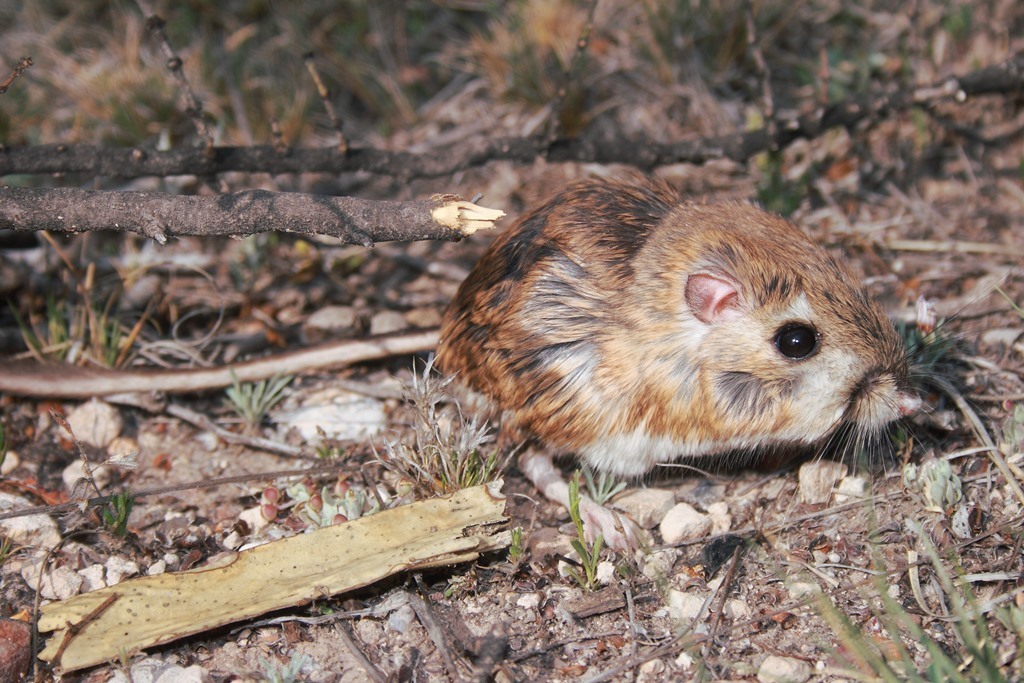 Silky Pocket Mouse (Mammals of Texas) · iNaturalist Mexico