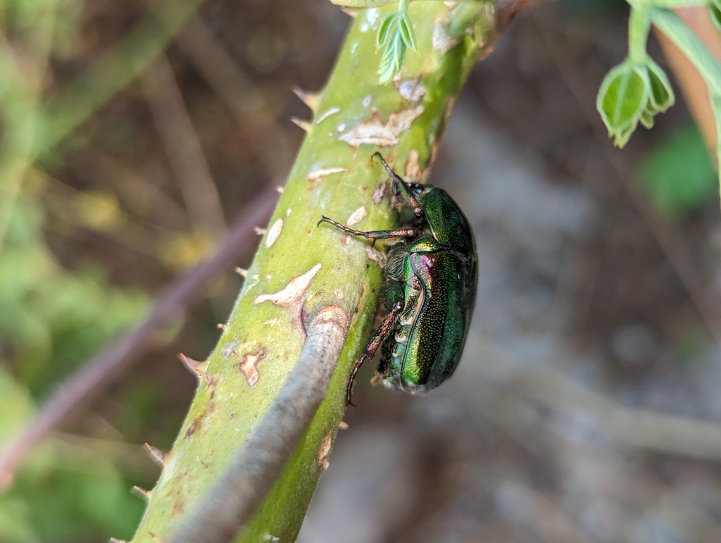 Midway emerald beetle from CM65+PGV Asuncion Beach Park, Santa Rita ...