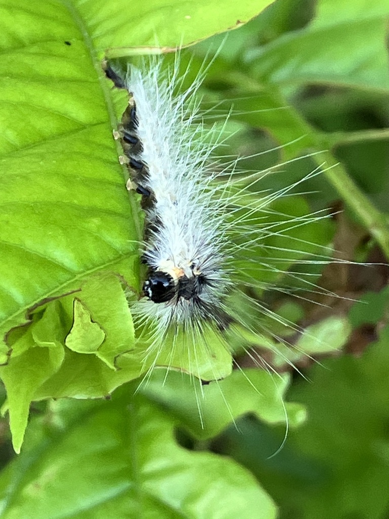 Fall Webworm Moth from Cullinan Park, 12414 Hwy 6, Sugar Land, TX 77498 ...