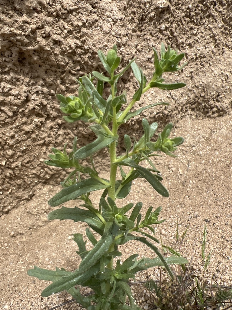 Kellogg's Tarweed from Cahuilla Rd, Aguanga, CA, US on April 23, 2024 ...