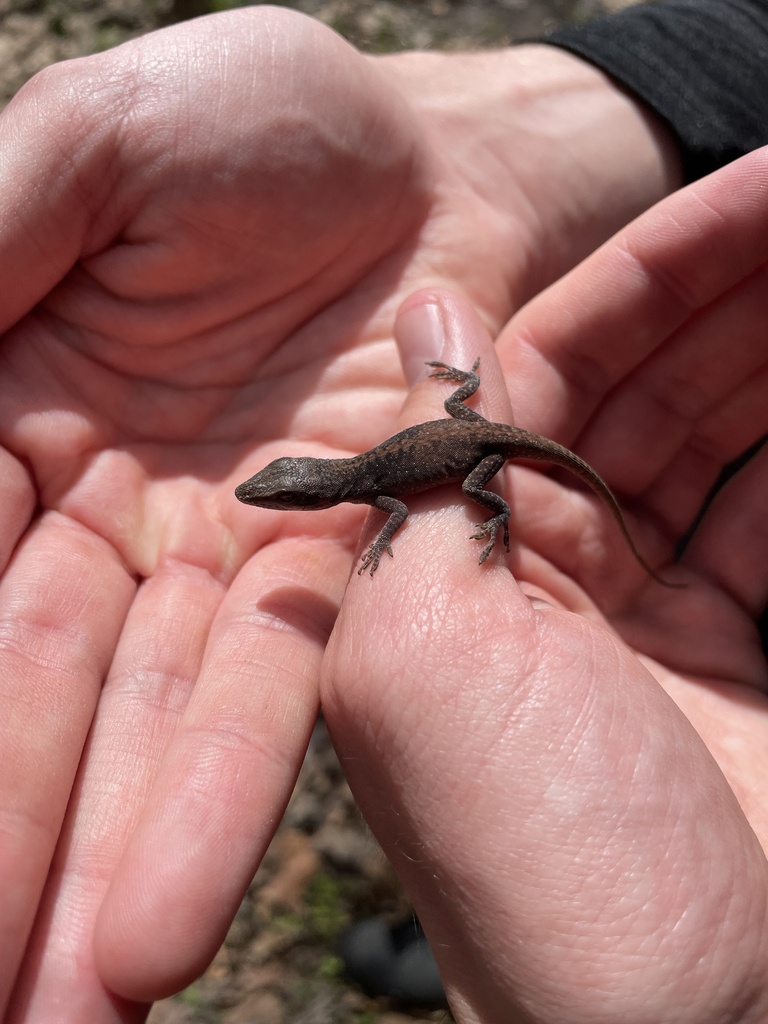 Green Anole in March 2024 by bug_catcher_rick. #SWUHerp2024 · iNaturalist