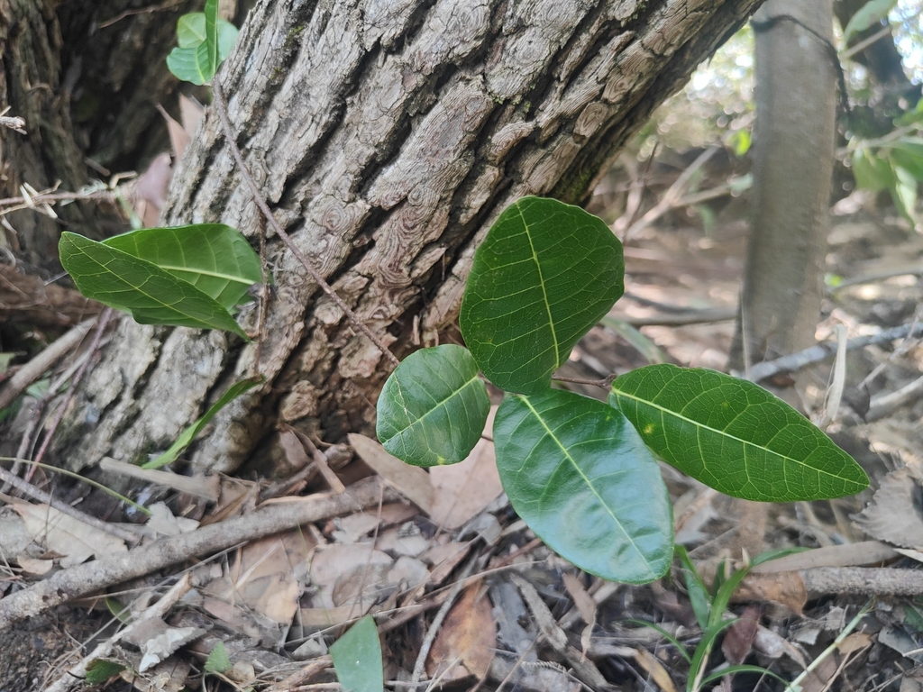 Burnie Vine from Kolonga QLD 4671, Australia on April 24, 2024 at 11:18 ...