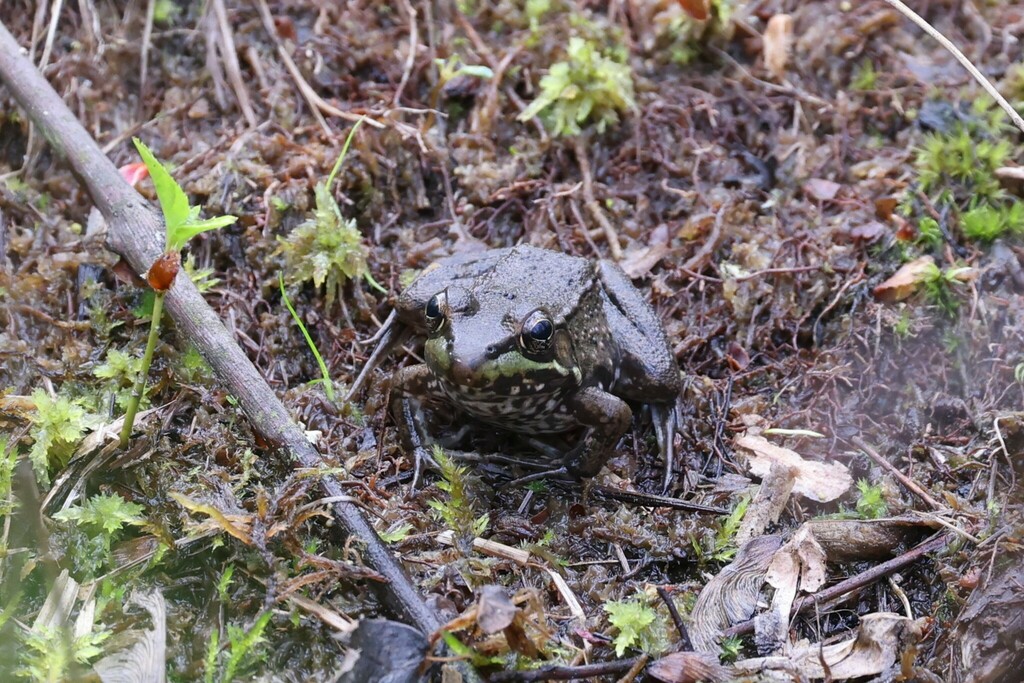 Green Frog from Clayton, NJ, USA on April 20, 2024 at 11:38 AM by jmole ...