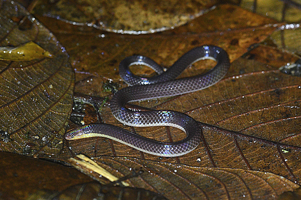 Pink-headed Reed Snake from Fraser's Hill, Pahang, มาเลเซีย on April 14 ...