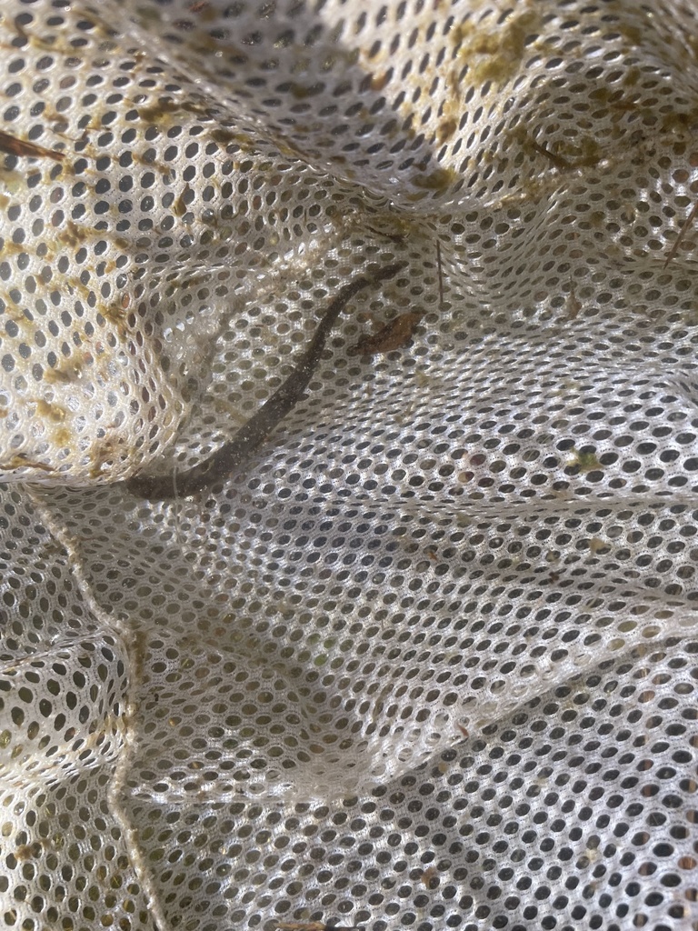 Lesser Siren in April 2024 by bug_catcher_rick. #SWUHerp2024 · iNaturalist