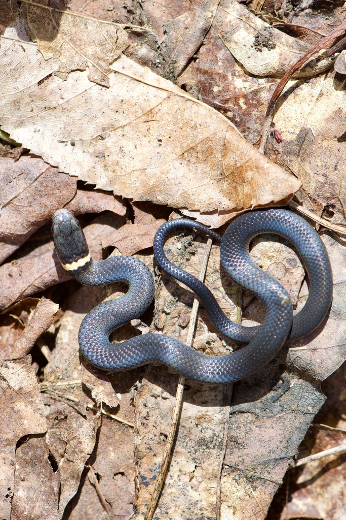 Northern Ringneck Snake in April 2024 by Brady O'Brien · iNaturalist