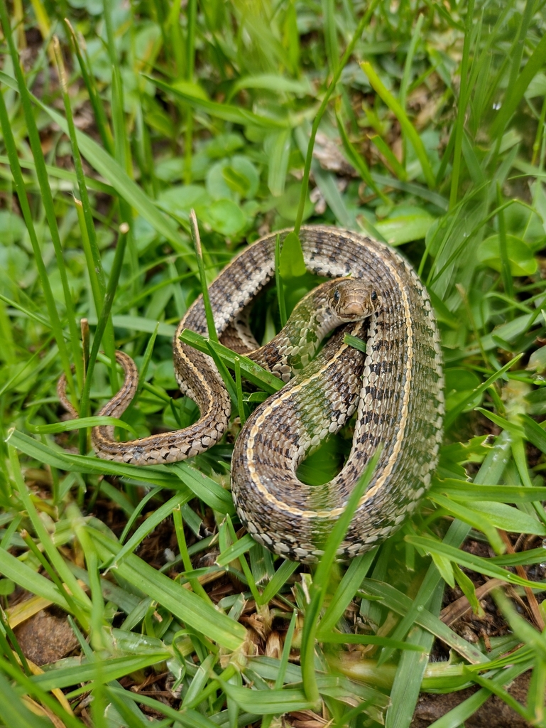 Short-tail Alpine Garter Snake from 50334 State of Mexico, Mexico on ...
