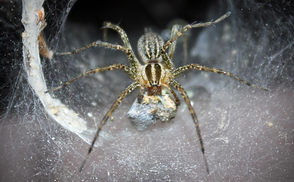 Grass Spiders (Putnam County Site Observations - non-Insect Arthropods ...