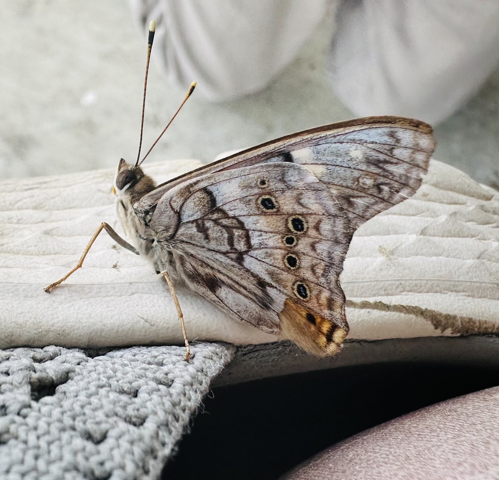 Hackberry Butterflies in April 2024 by sbcmoonbeam · iNaturalist