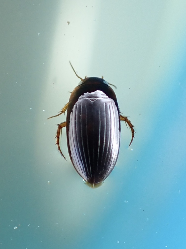 Copelatus weymarni in April 2024 by shirataki · iNaturalist