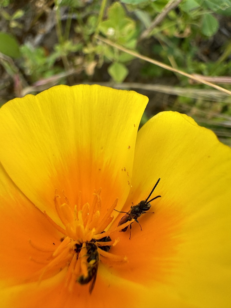 Blood Bees from Santa Barbara County, CA, USA on April 20, 2024 at 12: ...