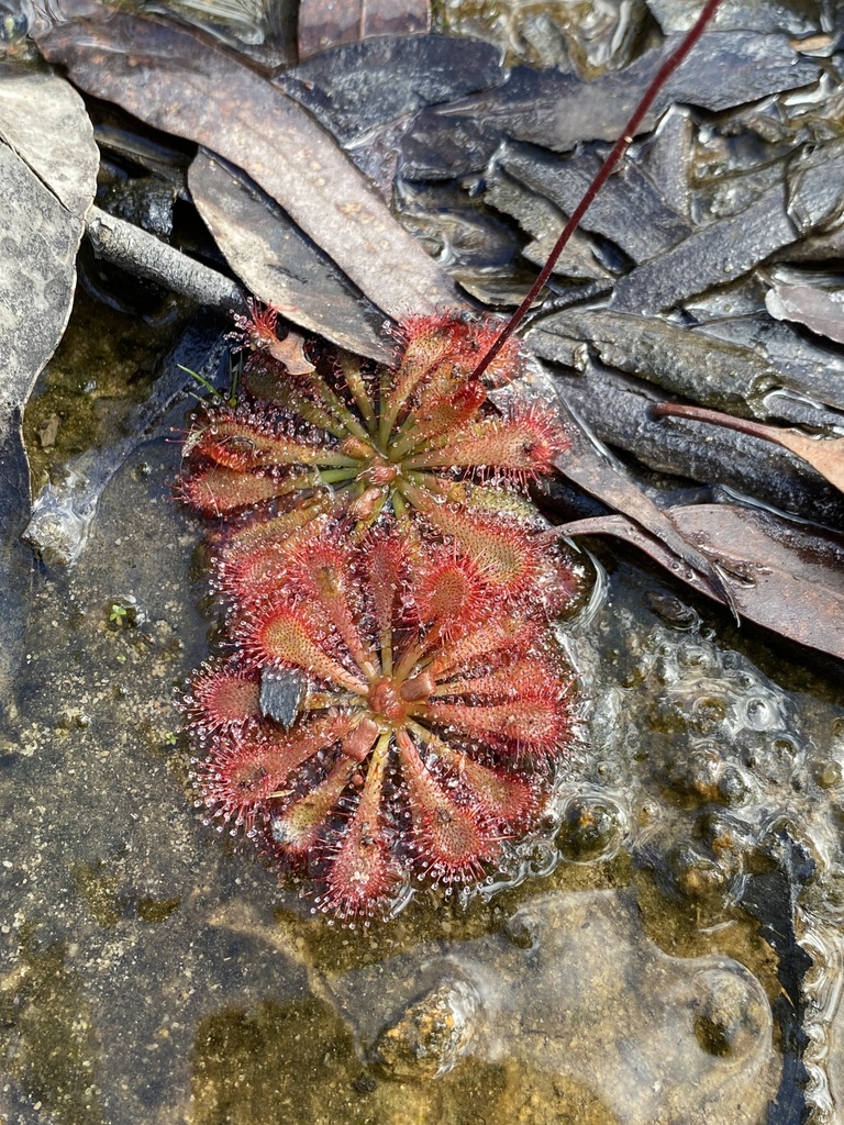 Rosy Sundew from Colo Vale, NSW, AU on April 24, 2024 at 12:05 PM by ...