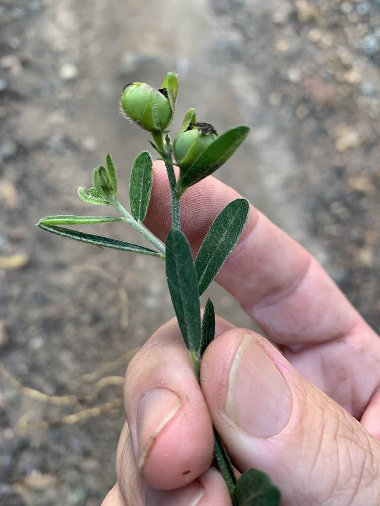 Rattlepods from Crediton State Forest, Eungella, QLD, AU on April 2 ...