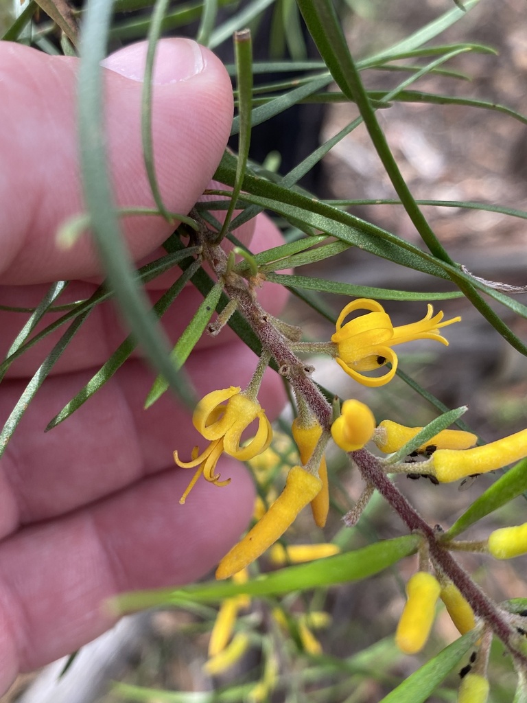Narrow-leaf Geebung from Colo Vale, NSW, AU on April 24, 2024 at 12:35 ...