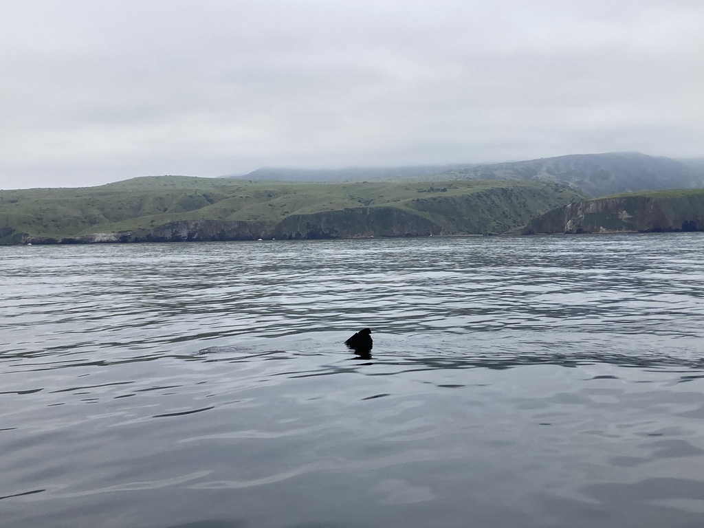 Basking Shark in April 2024 by Jess Mullins · iNaturalist