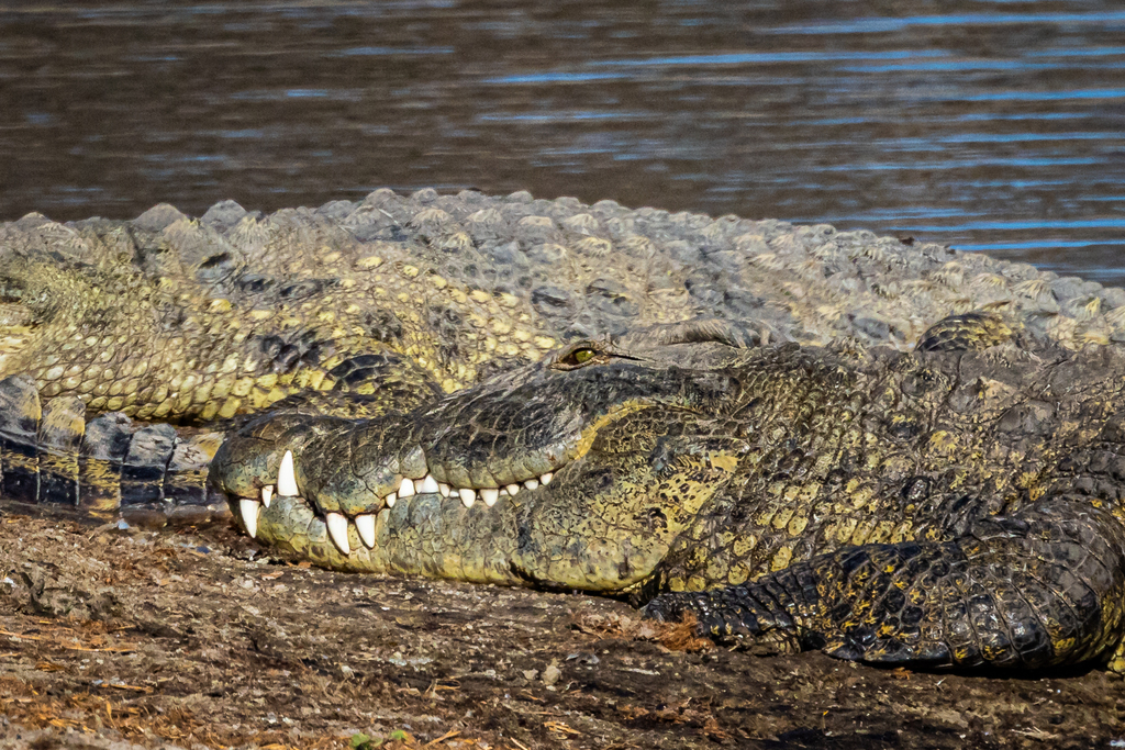 Southern African Crocodile from Tutume, Botswana on August 8, 2023 at ...