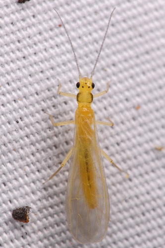 Cascades Sallfly (Alloperla fraterna) · iNaturalist