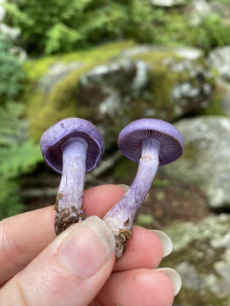 Viscid Violet Cort from George Washington & Jefferson National Forests ...