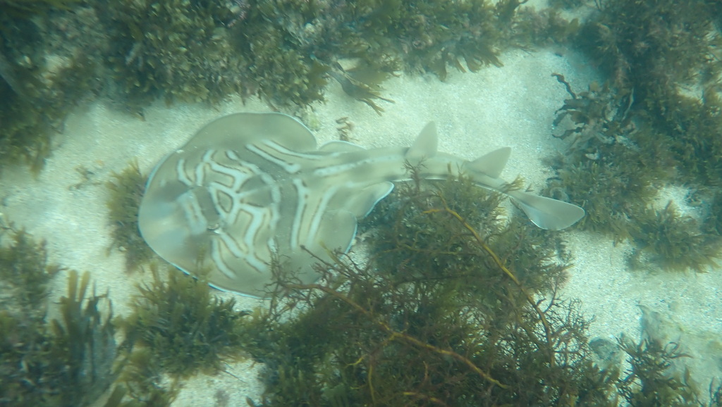 Banjo Ray from Guerilla Bay NSW 2536, Australia on April 24, 2024 at 10 ...