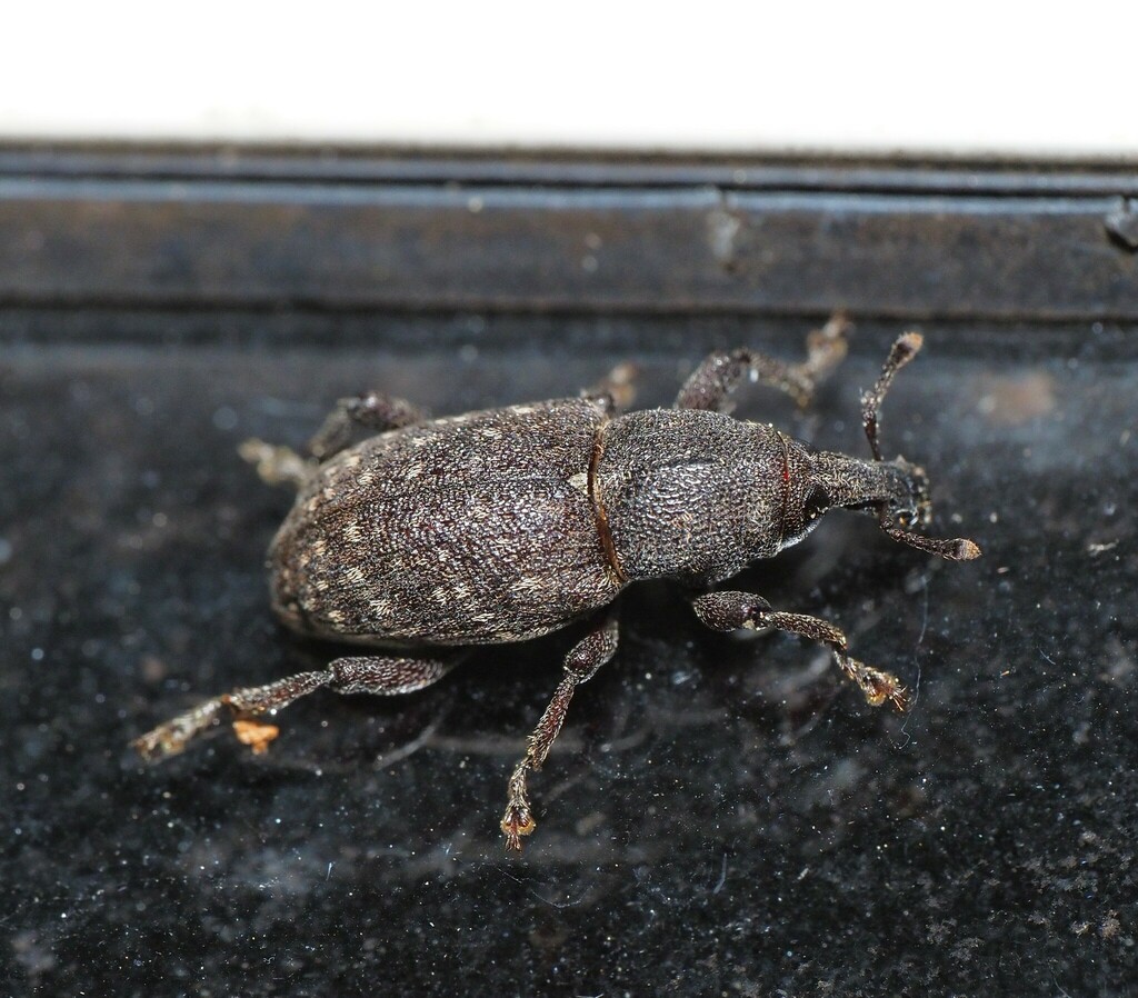 Pitch-eating Weevil from Lenoir, NC, USA on April 18, 2024 at 11:43 PM ...