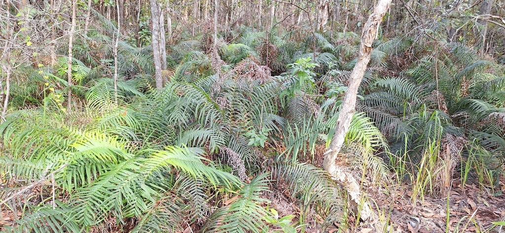 ferns from Cleveland QLD 4163, Australia on April 24, 2024 at 02:28 PM ...