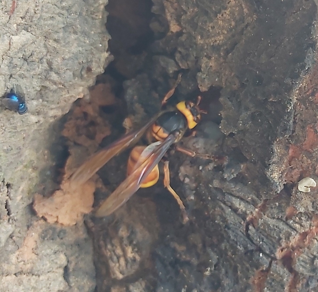 Southern Giant Hornet from Shangrao, CN-JX, CN on April 24, 2024 at 10: ...