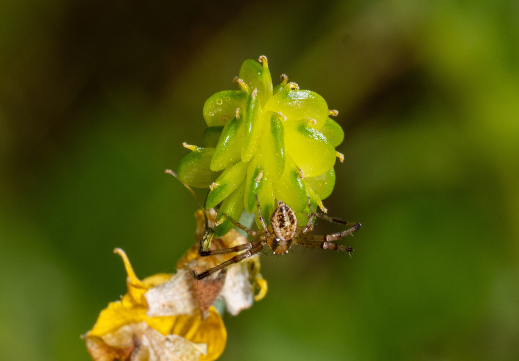 Mecaphesa rothi from Santa Teresa Hills, CA, USA on April 22, 2024 at ...
