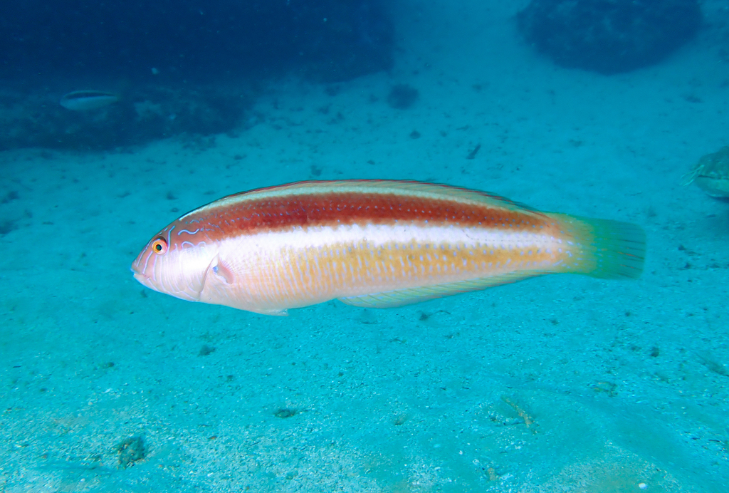 Southern Maori Wrasse from Shoalhaven, NSW, Australia on April 13, 2024 ...